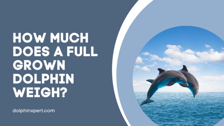 Do Dolphins Bite Hurt? From Playful Nips to Serious Bites ...