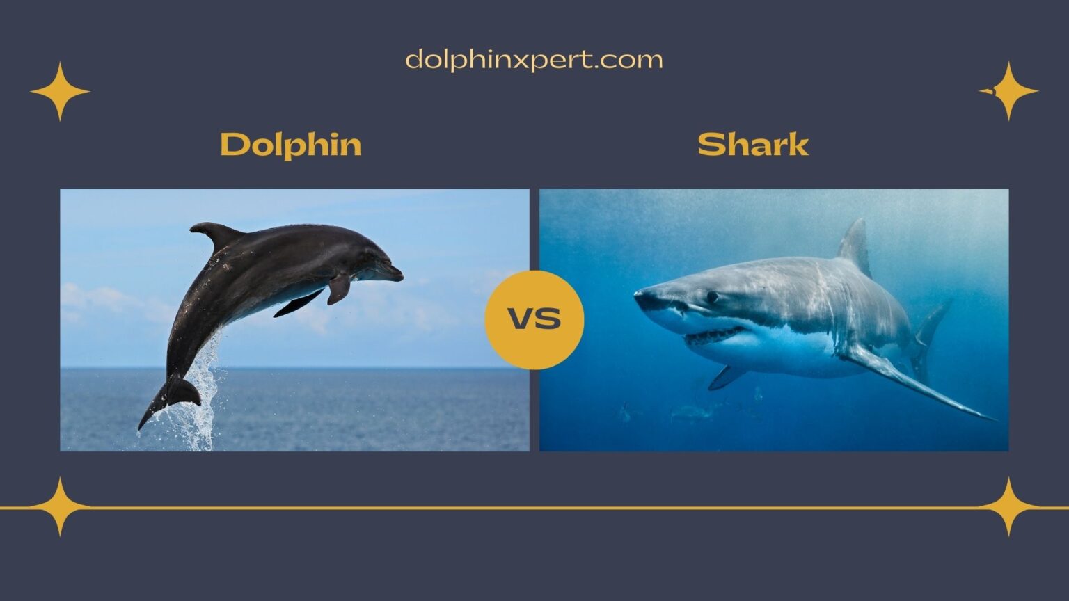 Are Female Dolphins Evil? Unveiling the Truth | DolphinXpert.com