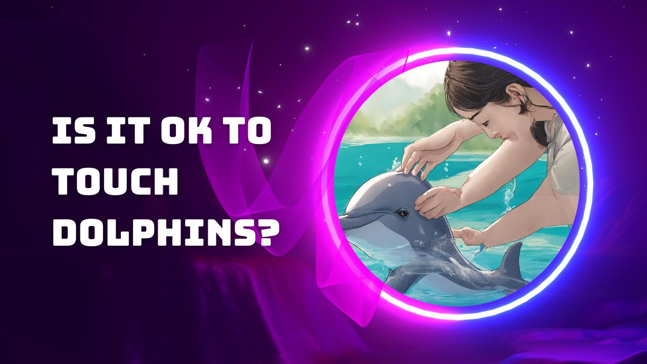 Are Dolphins Nice To Humans? The Love Language of Dolphins ...