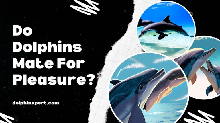 Are Dolphins Loyal To Humans? Friend or Foe | DolphinXpert.com