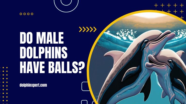Do Male Dolphins Have Balls? Testes Underwater | DolphinXpert.com