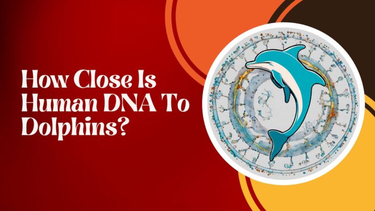 How Do Dolphins See Humans? Unlocking the Secrets | DolphinXpert.com