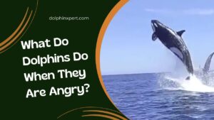 What Do Dolphins Do When They Are Angry? From Playful to Furious ...
