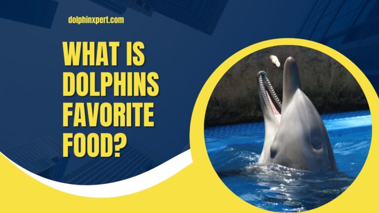 What Is Dolphins Favorite Food? What Do Dolphins Eat? | DolphinXpert.com