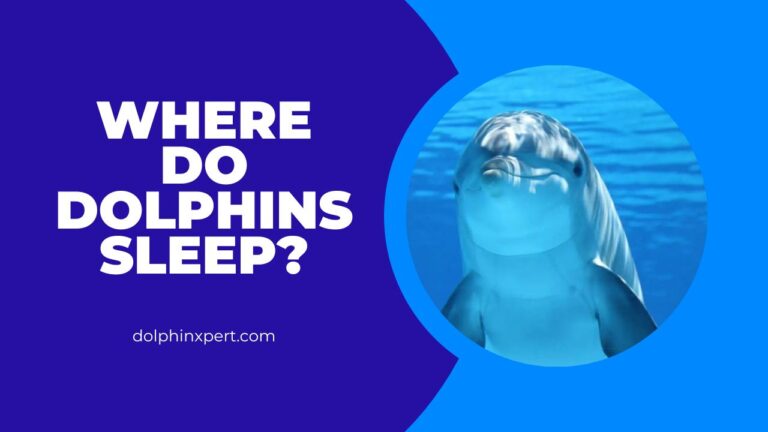 Where Do Dolphins Sleep? What Do Dolphins Do At Night? | DolphinXpert.com