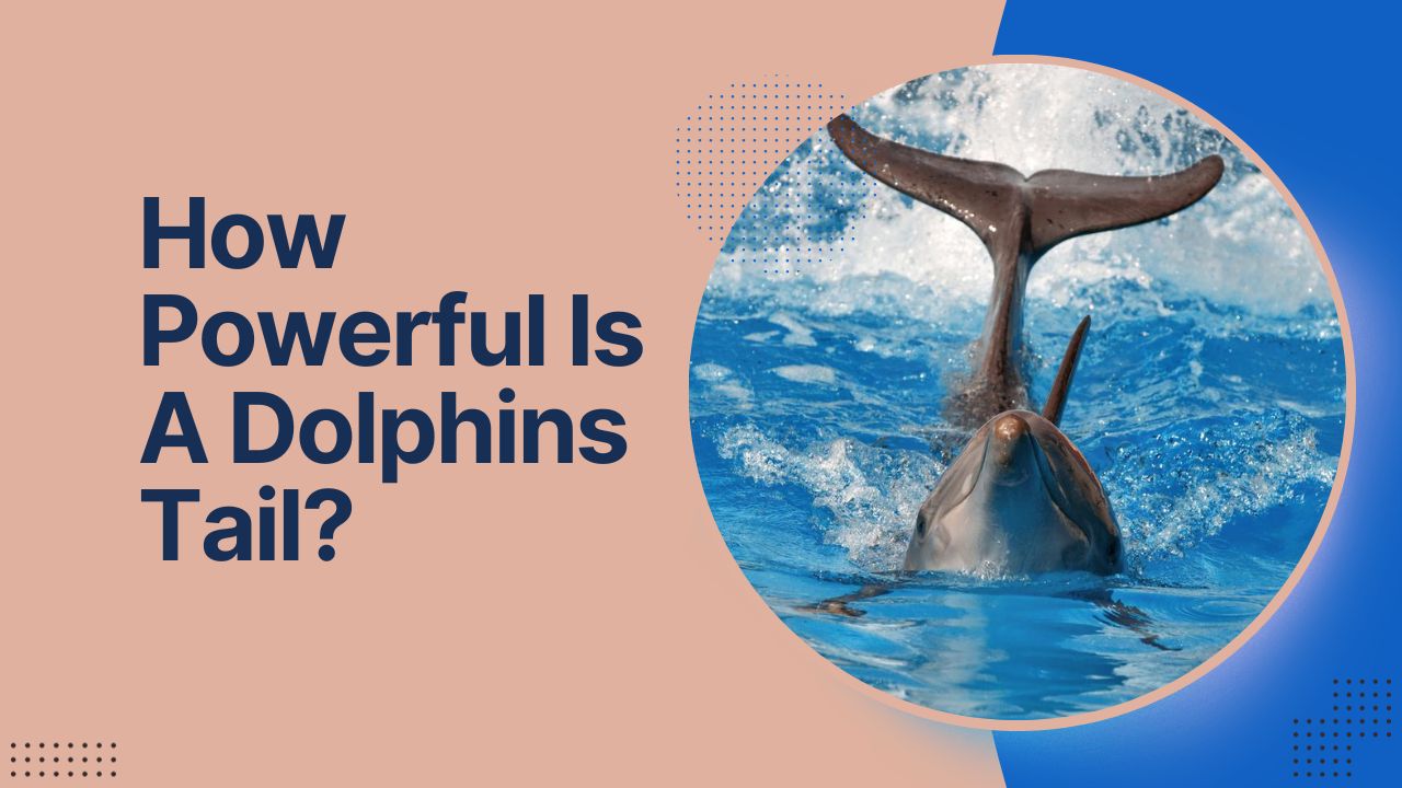 Why Do Dolphins Slap Their Tails? Dolphin Secrets Revealed ...