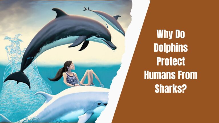 Are Dolphins Loyal To Humans? Friend or Foe | DolphinXpert.com