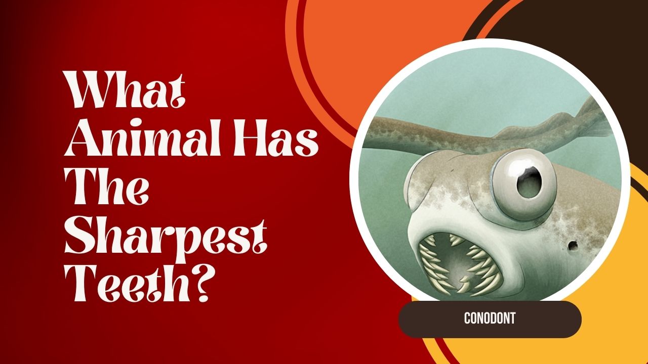 Are Dolphins Teeth Sharper Than Sharks? Unlocking the Mystery ...