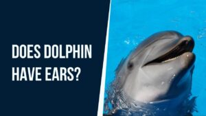 Does Dolphin Have Ears? How Do Dolphins Hear? | DolphinXpert.com