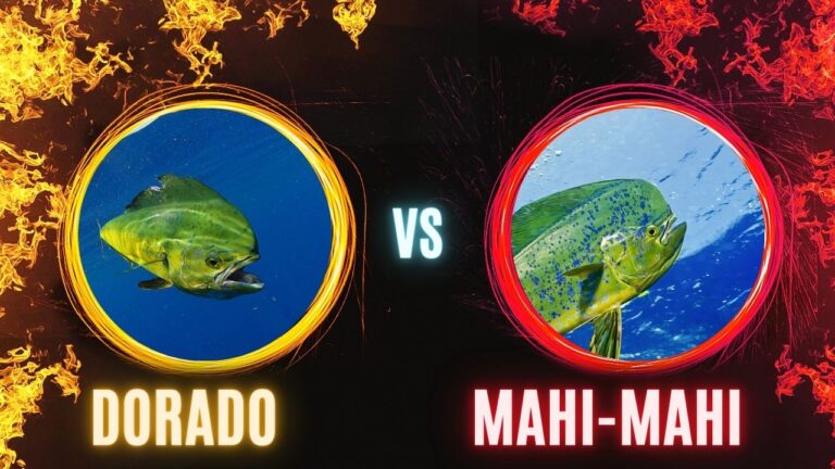 Is Mahi-Mahi A Dolphin? Why Is Mahi-Mahi Called A Dolphin ...
