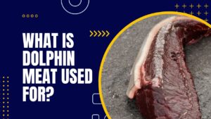 What Is Dolphin Meat Called? From Delicacy to Debate | DolphinXpert.com