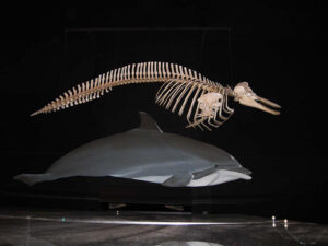 What Type Of Skeleton Do Dolphins Have? From Fins to Skulls ...