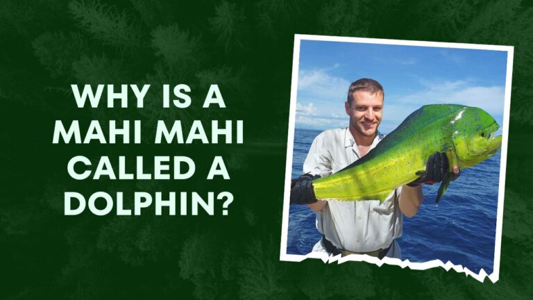 Why Is A Mahi Mahi Called A Dolphin? What Is Dolphin Meat Called ...