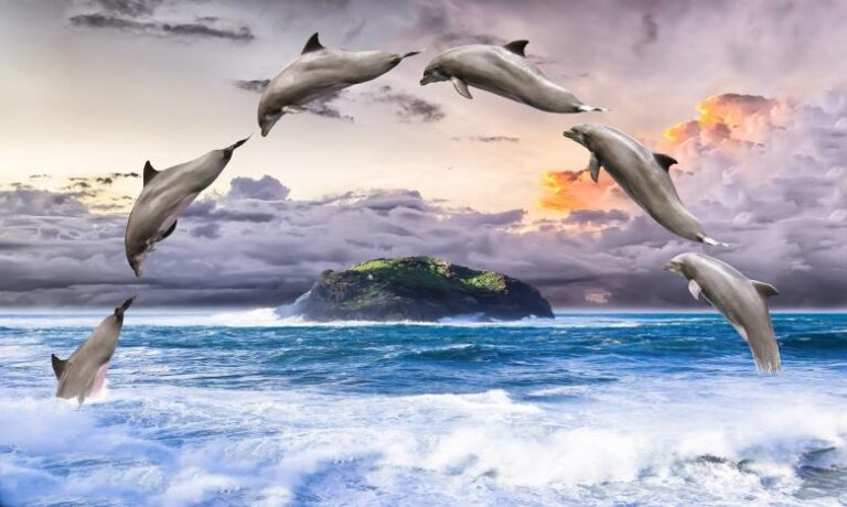 Can Dolphins Tolerate Cold Water? Thriving in Chill | DolphinXpert.com