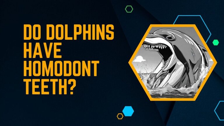 What Type Of Teeth Do Dolphins Have? Unveiling the Mystery ...