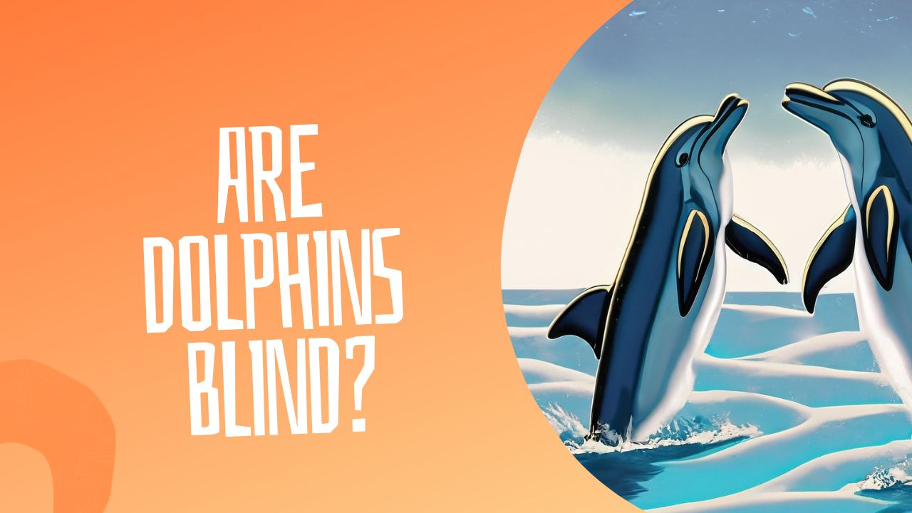 Are Dolphins Deaf? A Deep Dive into Dolphins Hearing | DolphinXpert.com