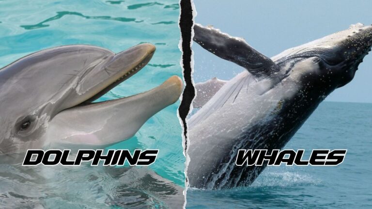 What Is The Difference Between Whales And Dolphins? | DolphinXpert.com