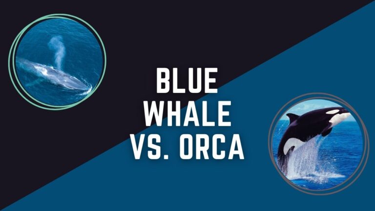 Blue Whale Vs. Orca: Battle of the Giants | DolphinXpert.com