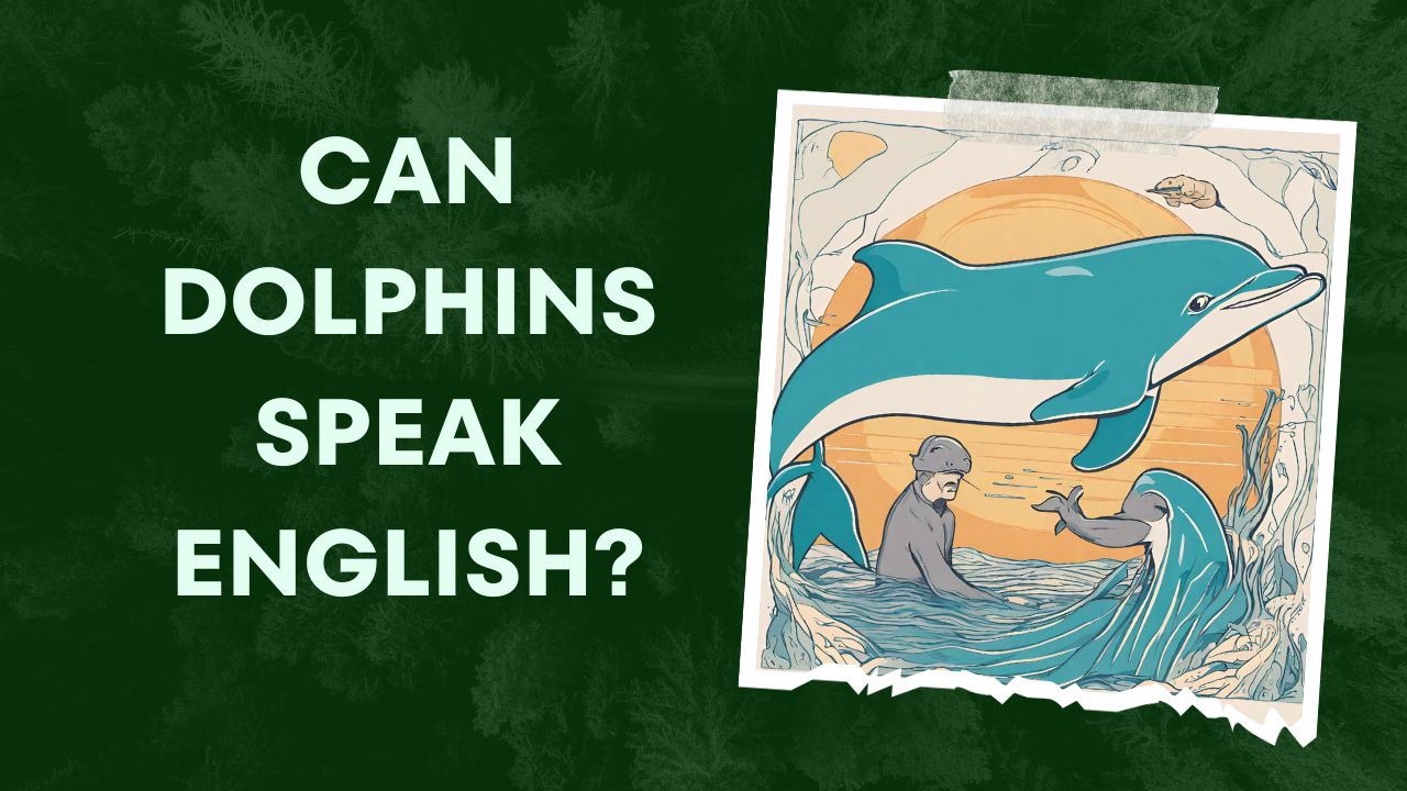 Can Dolphins Hear Humans Talk? The Secret Conversations | DolphinXpert.com