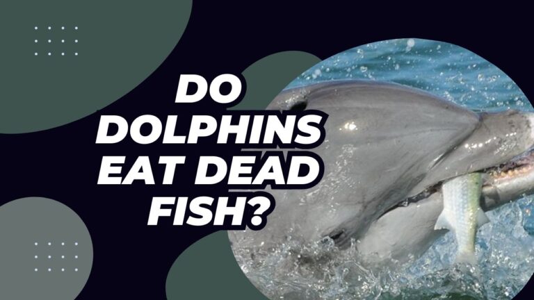 Do Dolphins Eat Dead Fish? The Myths and Facts | DolphinXpert.com