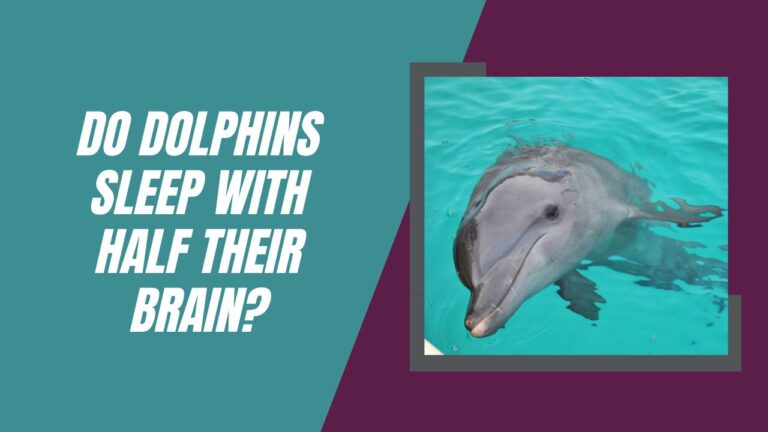 Do Dolphins Sleep With Half Their Brain? Discover the Truth ...