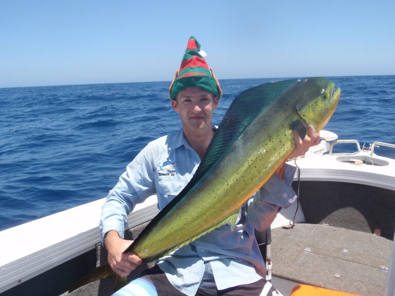 Dolphin Vs. Dolphinfish: Unveiling the Key Differences | DolphinXpert.com