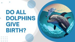 How Do Dolphins Give Birth? Illuminating the Secrets of Dolphin Birth ...