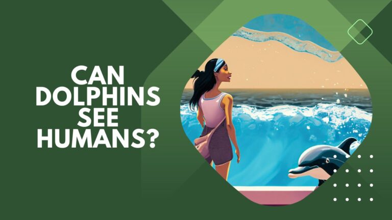 Why Can't Dolphins See? The Sensory Secrets of Dolphins | DolphinXpert.com
