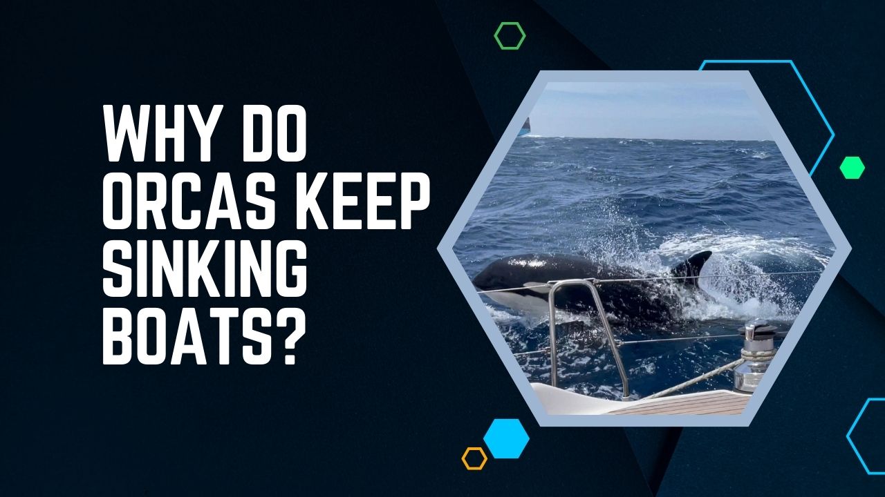 Why Do Orcas Keep Sinking Boats? Unraveling the Mystery | DolphinXpert.com Why Do Orcas Keep Sinking Boats? Unraveling the Mystery | DolphinXpert.com