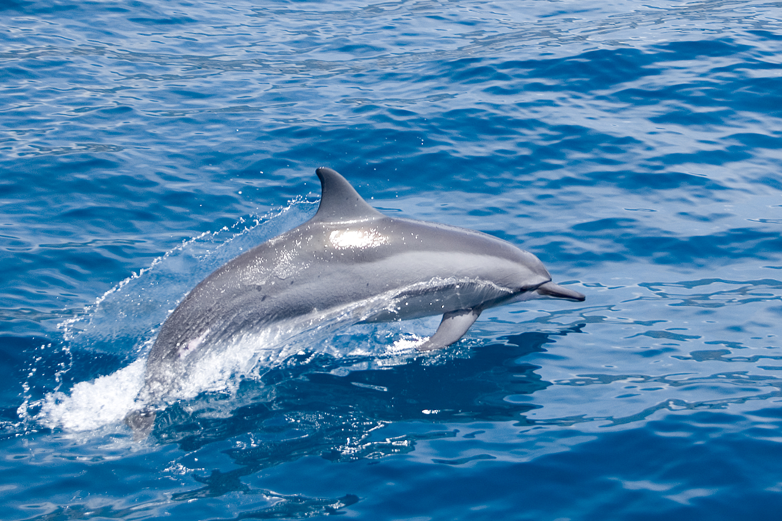 Do Dolphins Have Vertebrates? The Fascinating Truth Unveiled ...