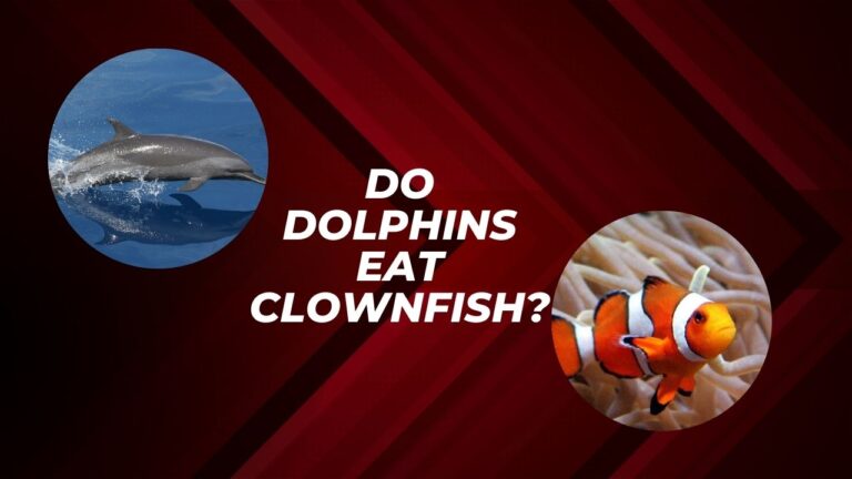 Do Dolphins Eat Clownfish? Predator-Prey Relationship | DolphinXpert.com