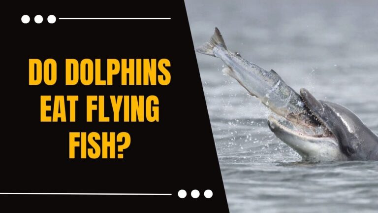 Do Dolphins Eat Flying Fish? Discover the Untold Strategy ...