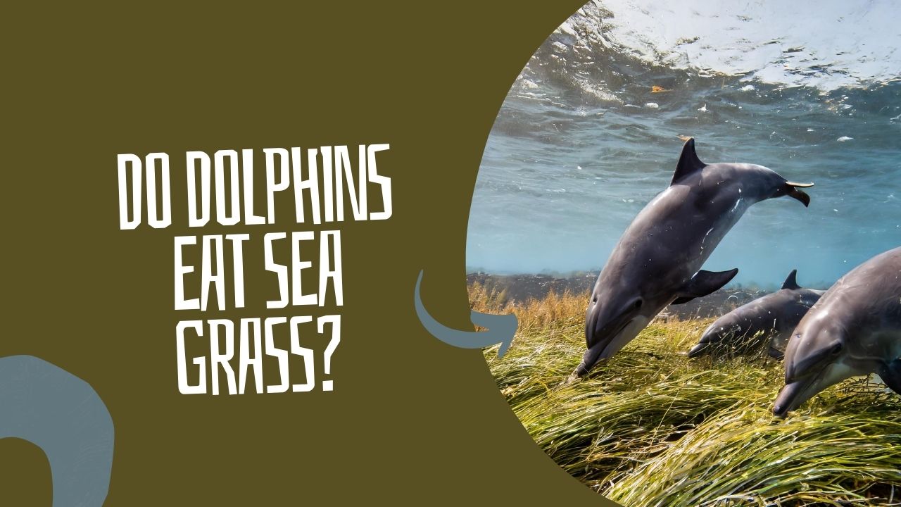 Do Dolphins Eat Sea Grass Discover The Surprising Truth