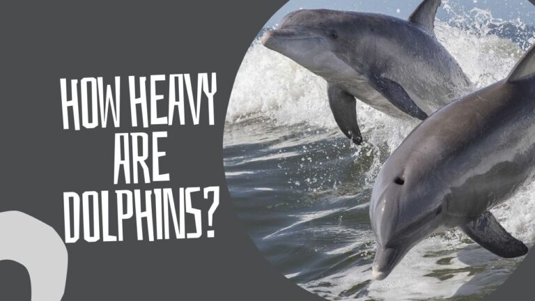 How Heavy Are Dolphins? Weight, Length, and Other Statistics ...