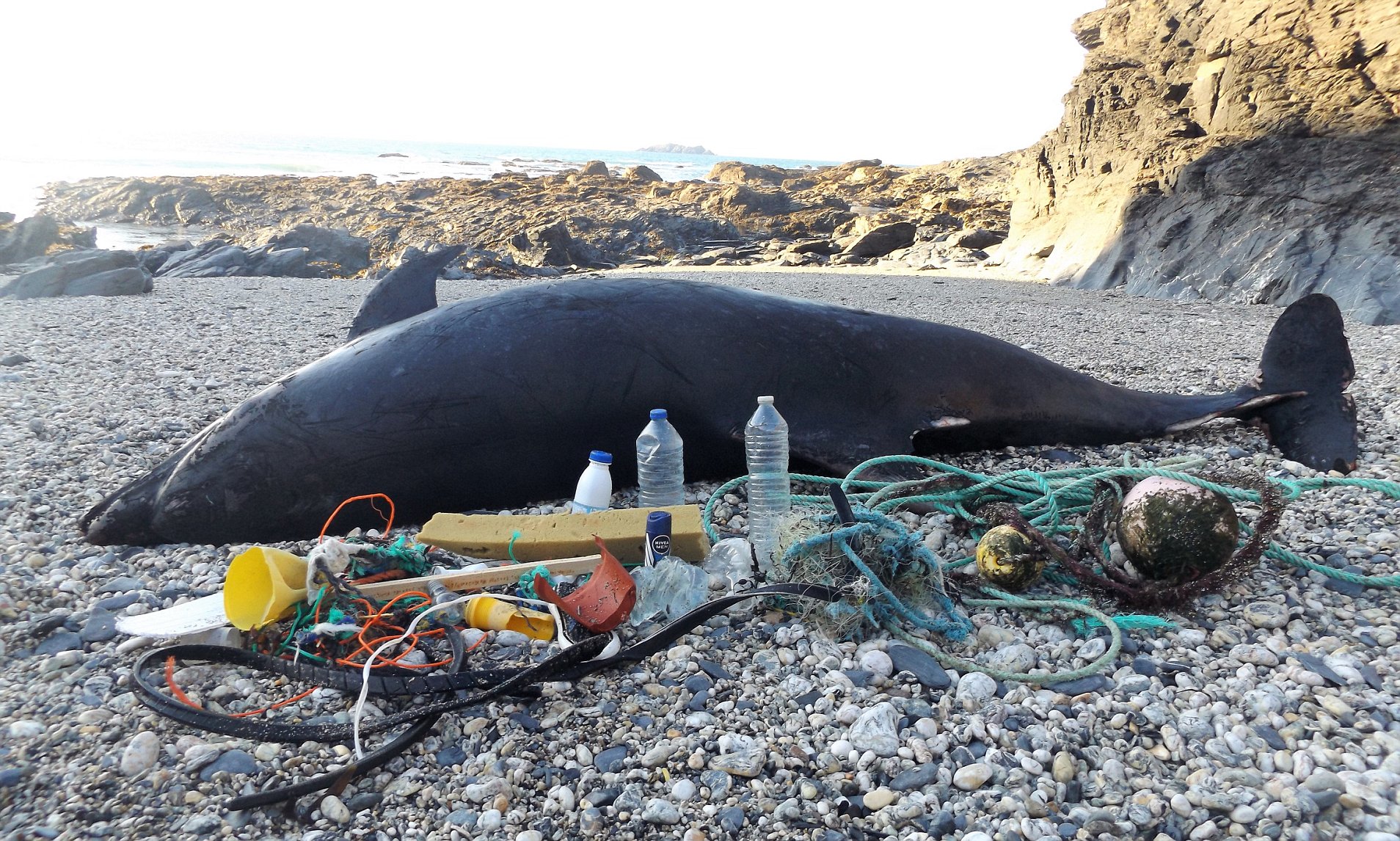 How Many Dolphins Die From Plastic Each Year? Shocking Truth ...