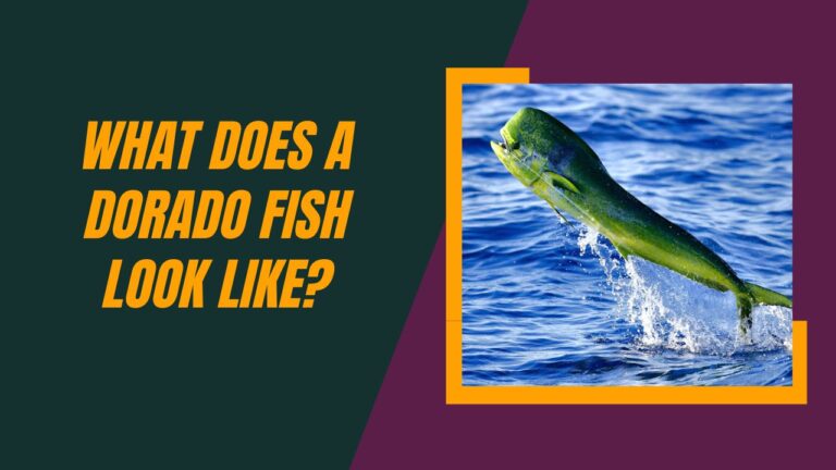 Is Dorado Fish Mahi Mahi? Unveiling the Truth | DolphinXpert.com