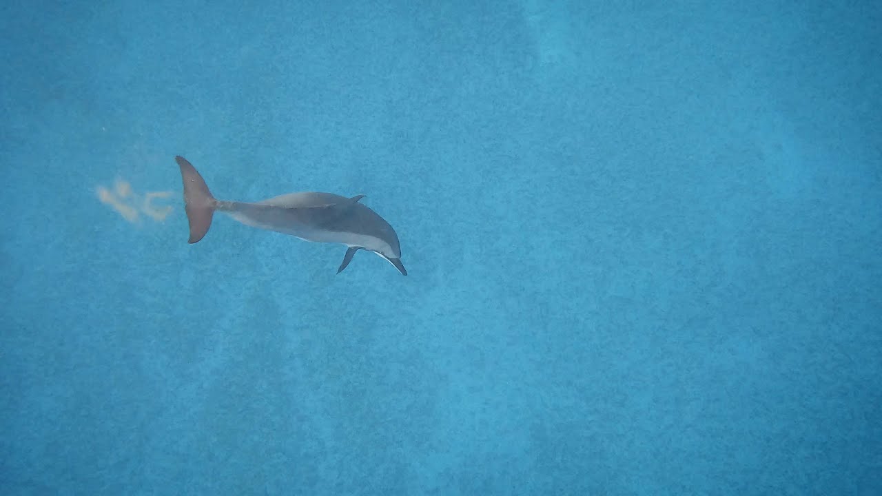 What Does Dolphin Poop Look Like? Dolphins' Defecation | DolphinXpert.com