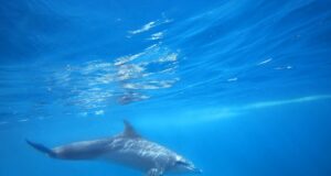 What Does Dolphin Poop Look Like? Dolphins' Defecation | DolphinXpert.com