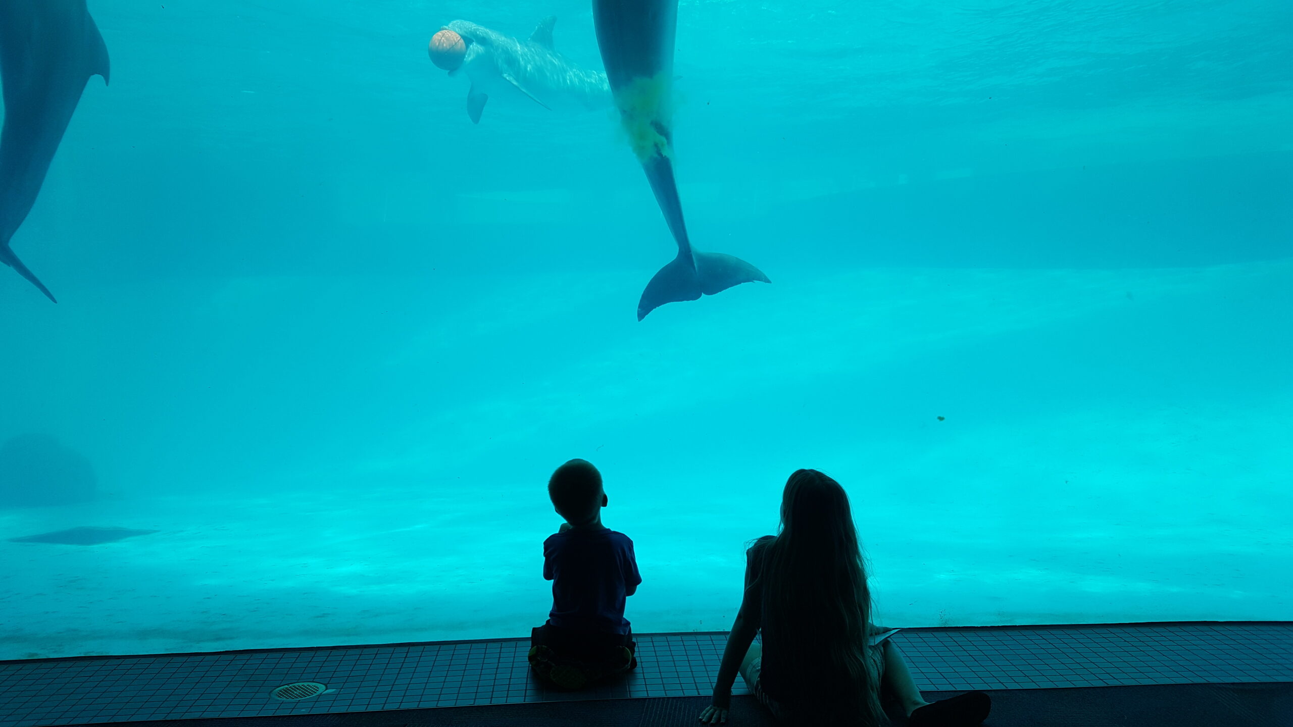What Does Dolphin Poop Look Like? Dolphins' Defecation | DolphinXpert.com