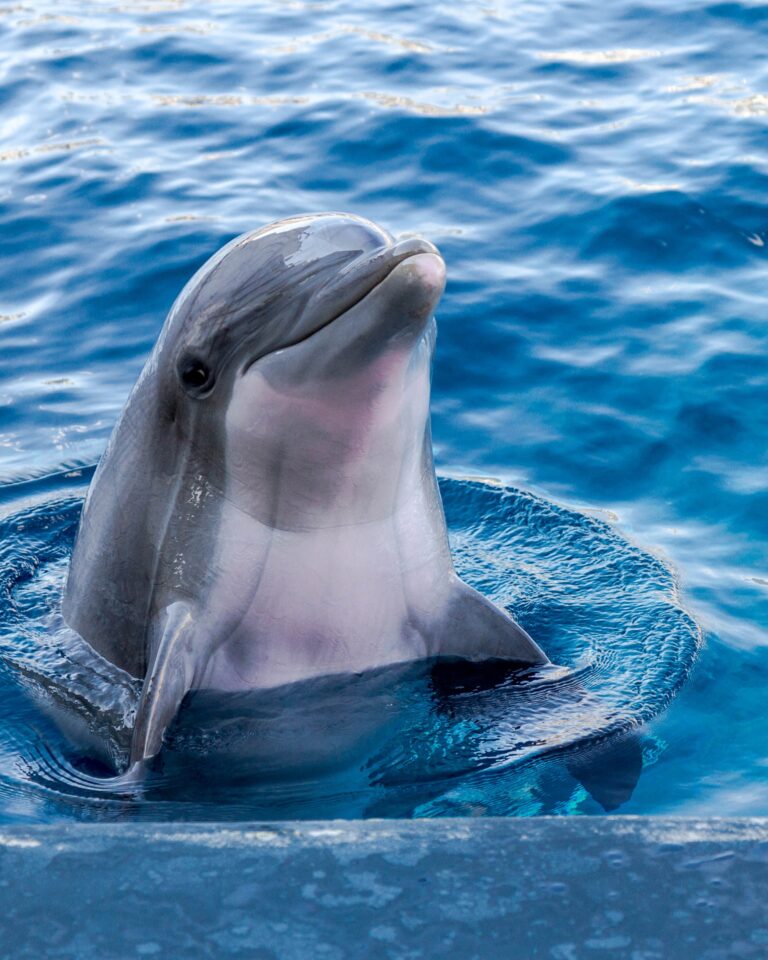 How Heavy Are Dolphins? Weight, Length, and Other Statistics ...