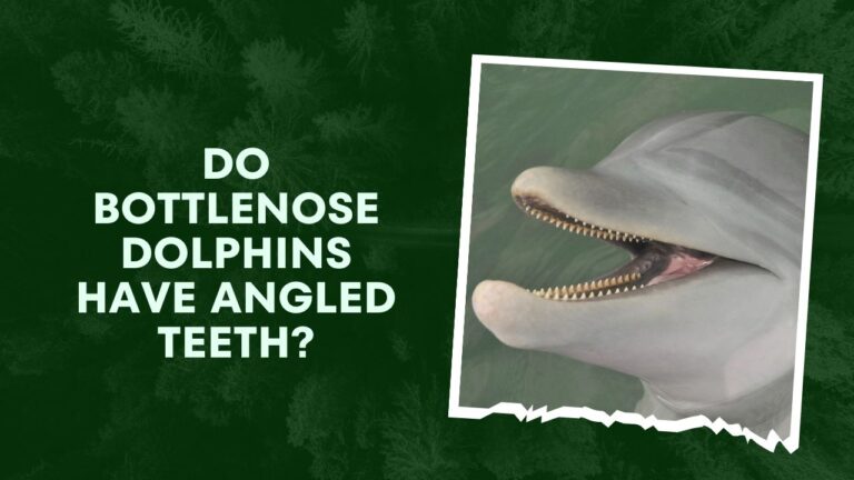 Do Bottlenose Dolphins Have Angled Teeth? | DolphinXpert.com