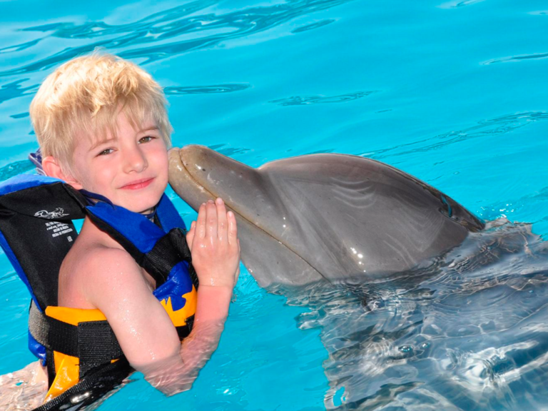 Do Dolphins Attempt To Have Sex With Swimmers Dolphinxpert