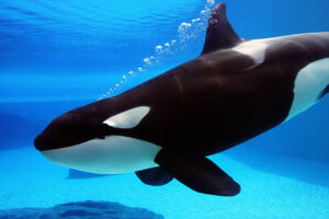 Do Orcas Have Eyes? Mysterious Gazes of Orcas | DolphinXpert.com