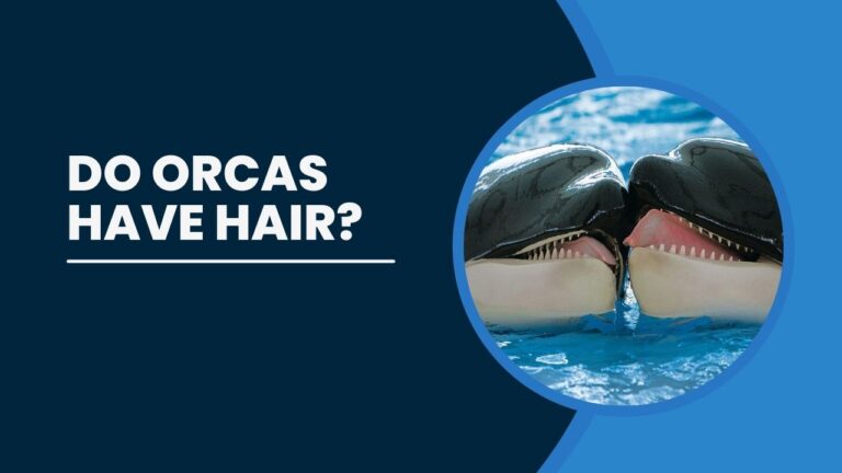 Do Orcas Have Hair? Find Out the Surprising Truth! | DolphinXpert.com