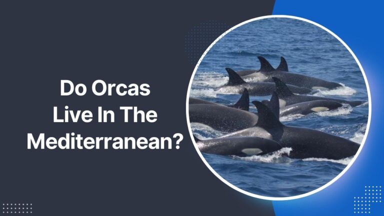 Do Orcas Live In The Mediterranean? The Fascinating Truth ...