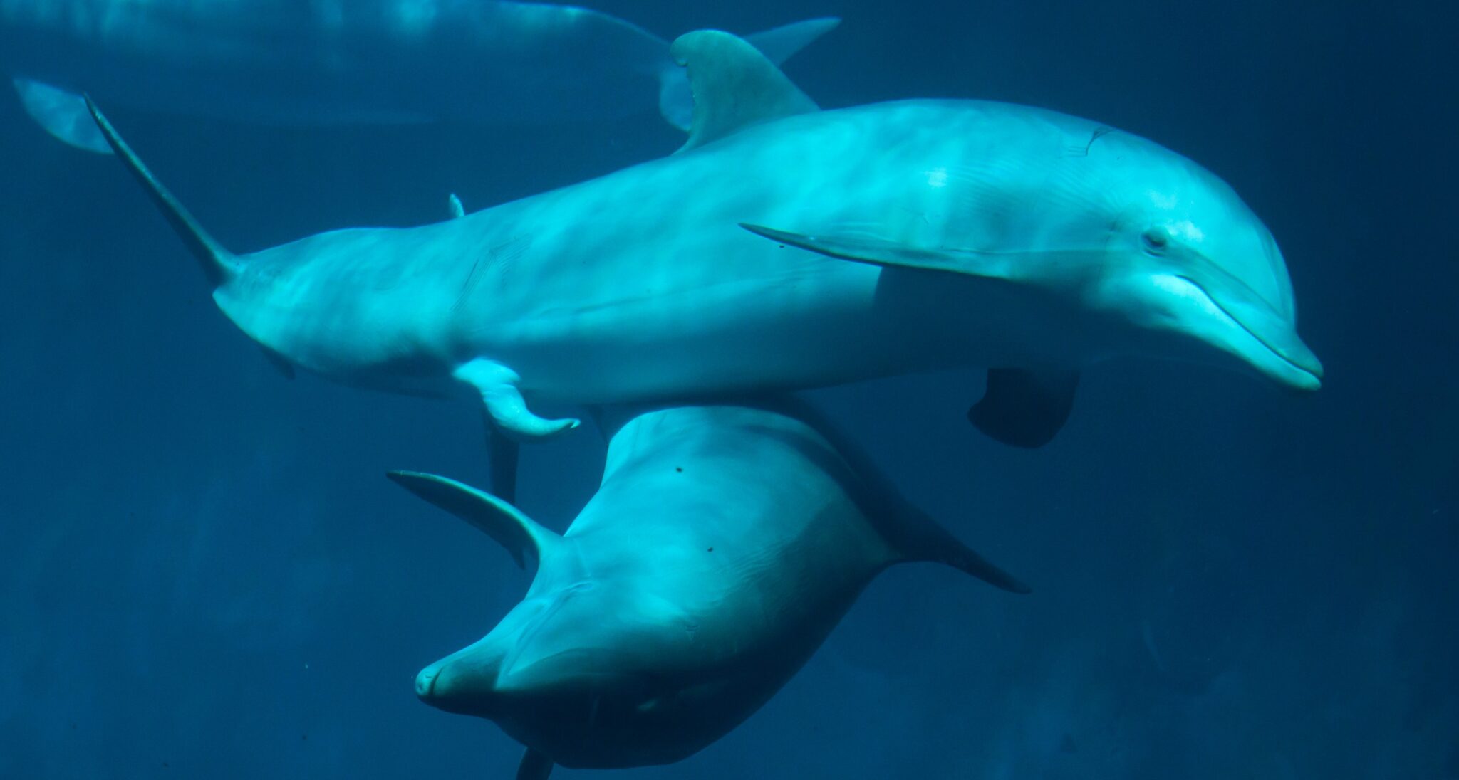 How Do Dolphins Have Sex? Discover the Secrets! | DolphinXpert.com