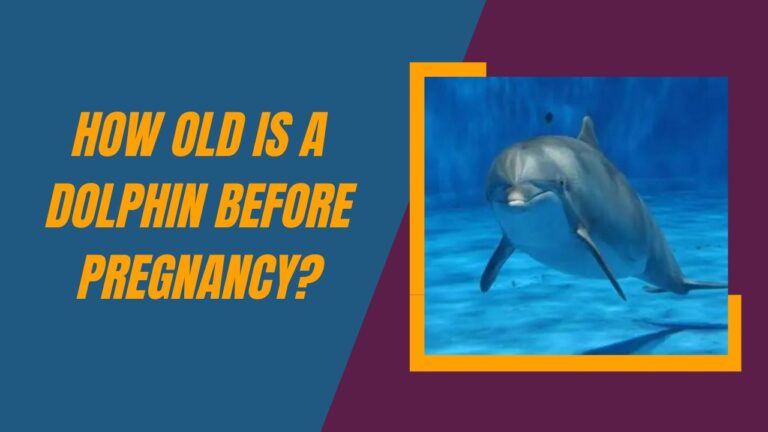 How Old Is A Dolphin Before Pregnancy? | DolphinXpert.com