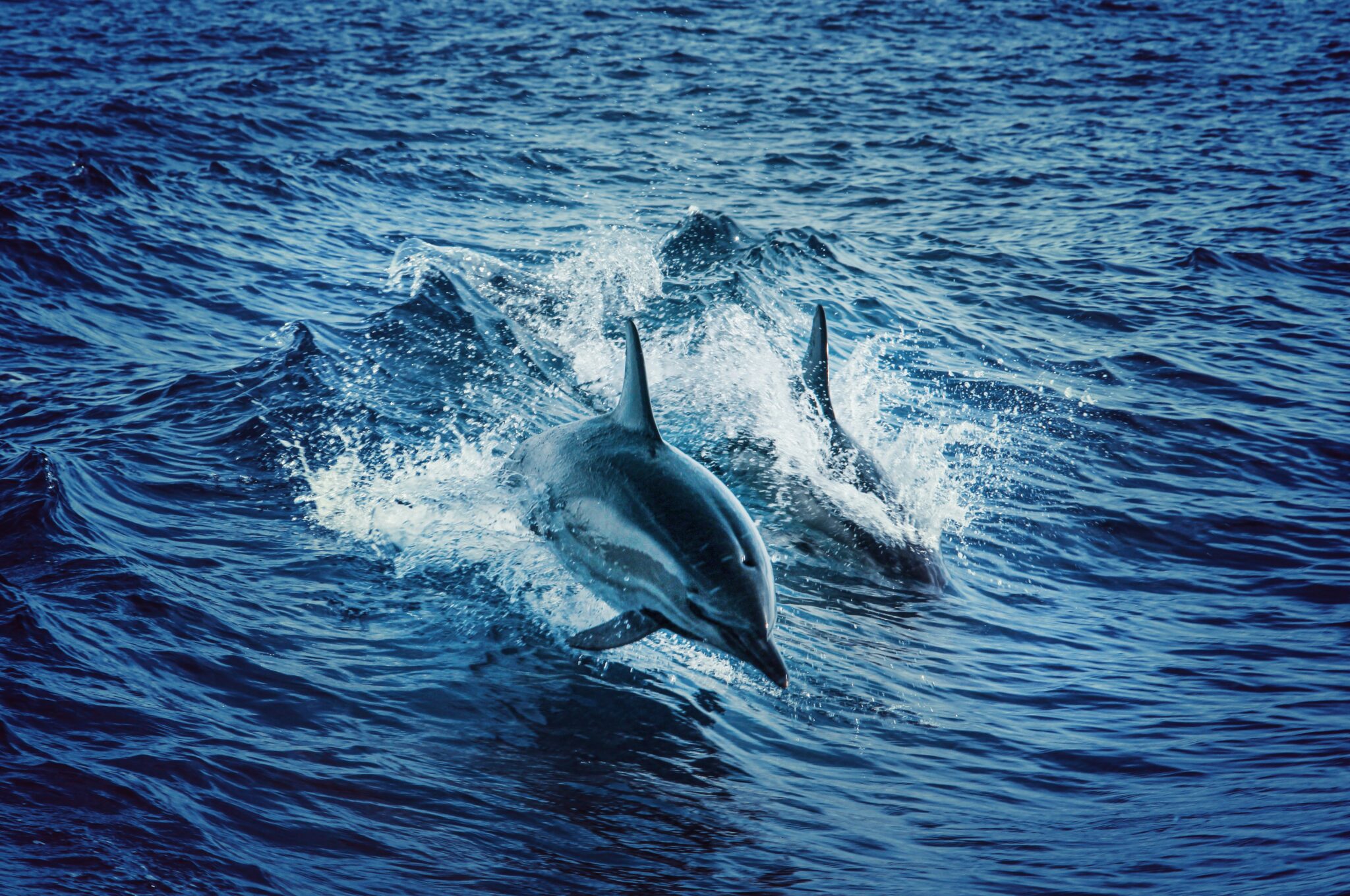 What Sea Do Dolphins Live In? Exploring the Seas | DolphinXpert.com