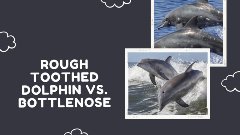 Where Do Dolphins Have Hair? Do Dolphins Have Hair?