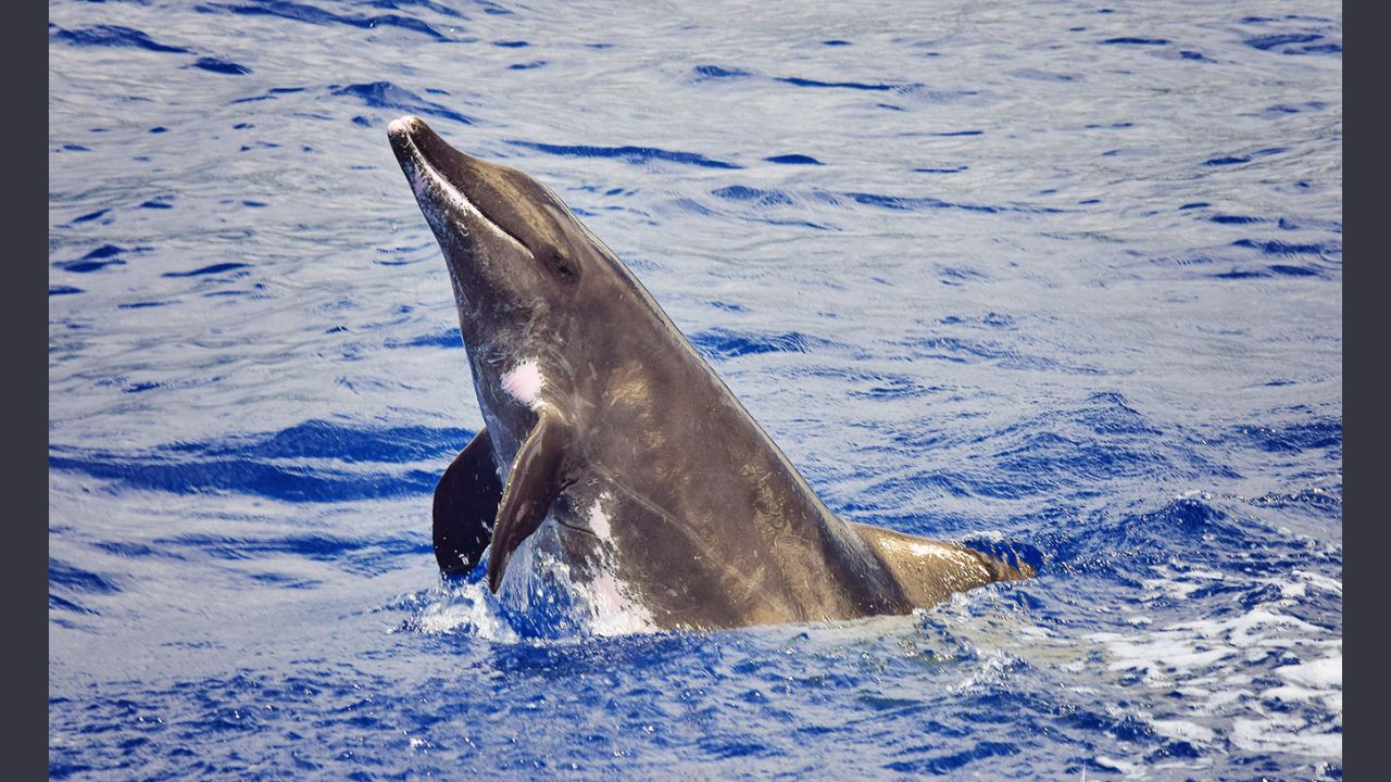 Rough Toothed Dolphin Vs. Bottlenose: 6 Incredible Differences ...